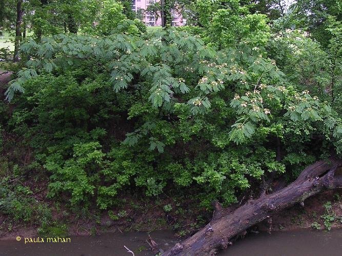 The Flora of Villiages of Bear Creek Park