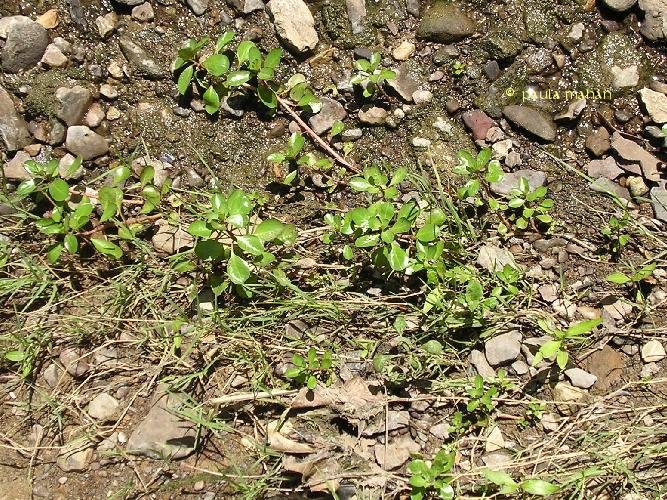 The Flora of Villiages of Bear Creek Park