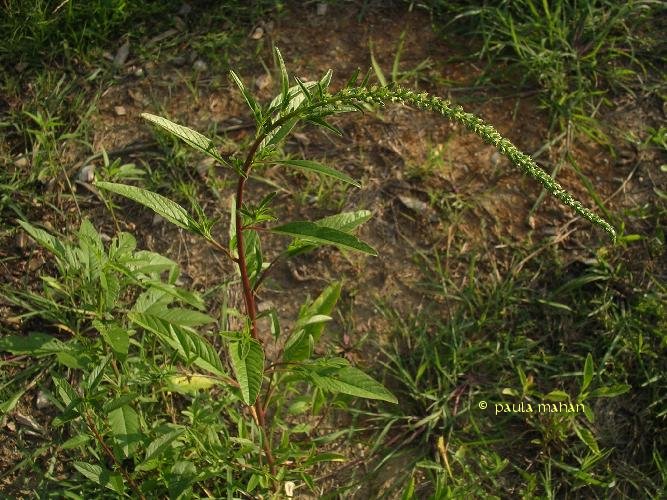 The Flora of Villiages of Bear Creek Park