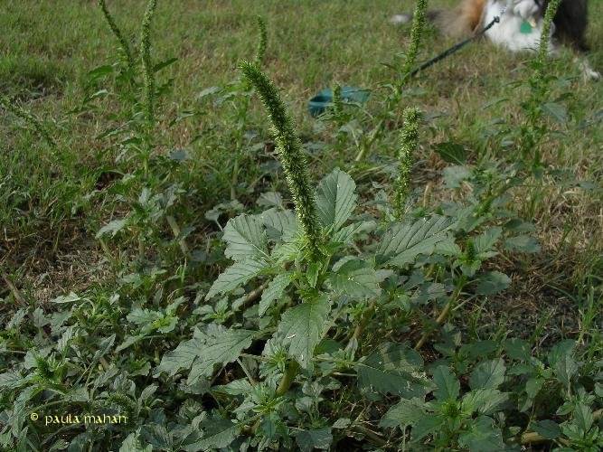 The Flora of Villiages of Bear Creek Park