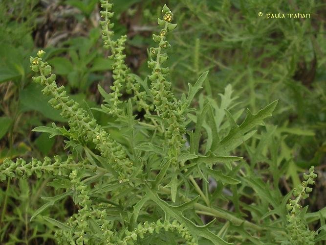 The Flora of Villiages of Bear Creek Park