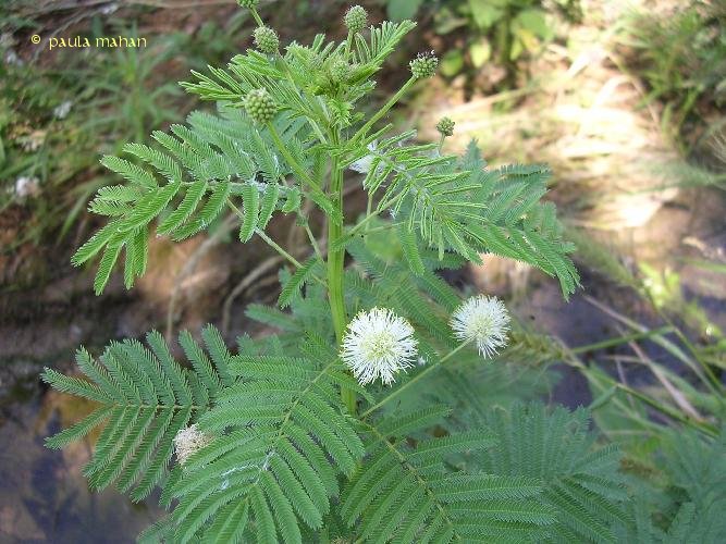 The Flora of Villiages of Bear Creek Park