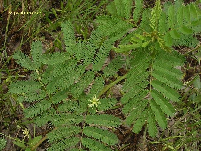 The Flora of Villiages of Bear Creek Park