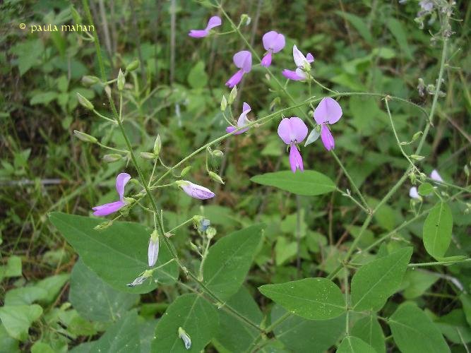 The Flora of Villiages of Bear Creek Park