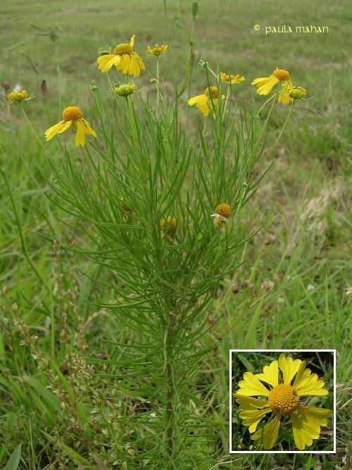 The Flora of Villiages of Bear Creek Park