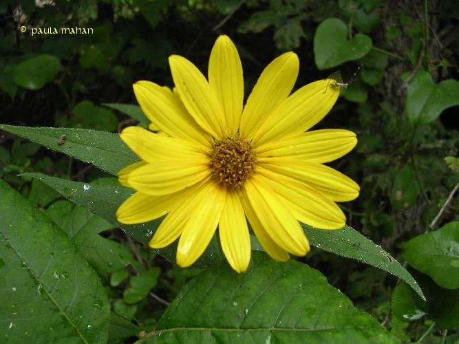 The Flora of Villiages of Bear Creek Park
