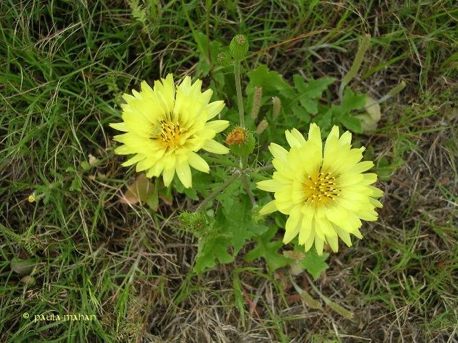 The Flora of Villiages of Bear Creek Park