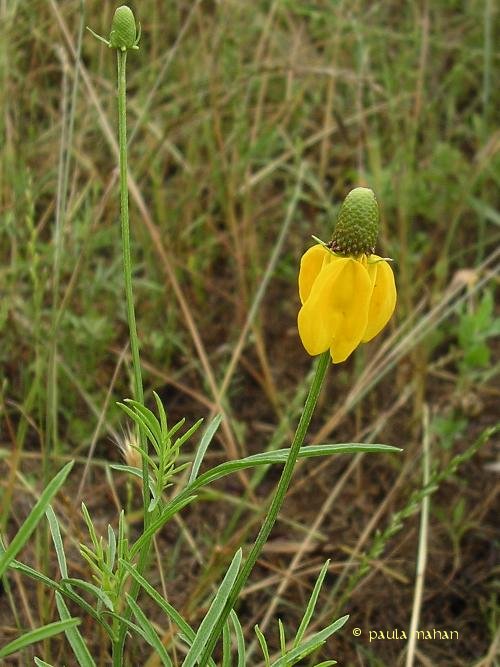 The Flora of Villiages of Bear Creek Park