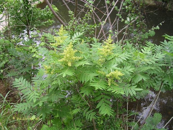 The Flora of Villiages of Bear Creek Park