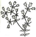 The Seed Identification Web Page