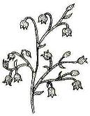 The Seed Identification Web Page